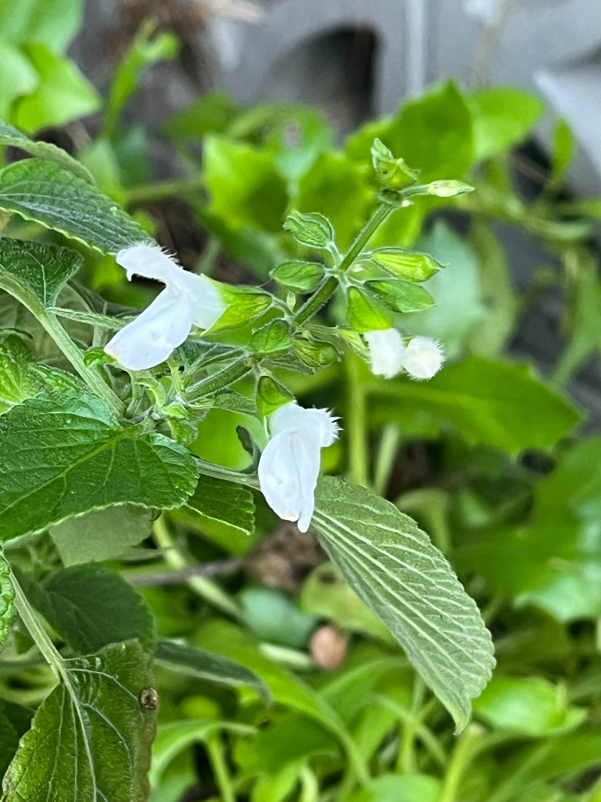 Salvia Mexicana Alba | Shop Co.