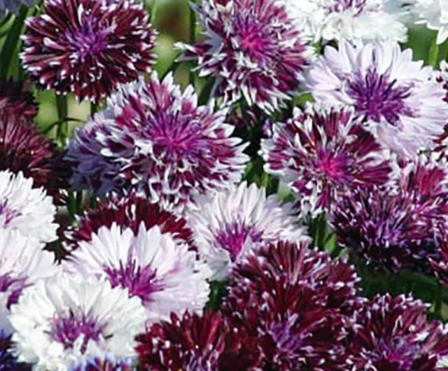 Cornflower Classic Magic Mix - Sold in punnets of 6 | Shop Co.