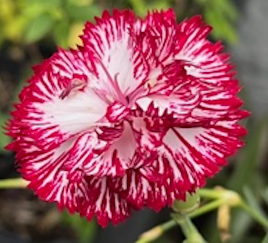 Dianthus Raspberry ripples | Shop Co.