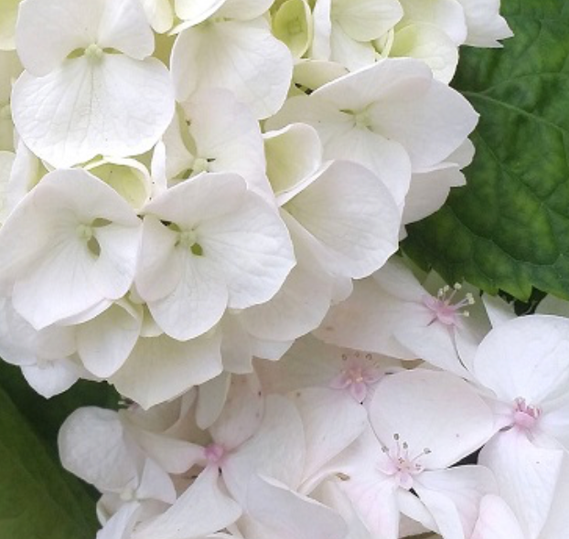 Hydrangea Princess Juliana | Shop Co.