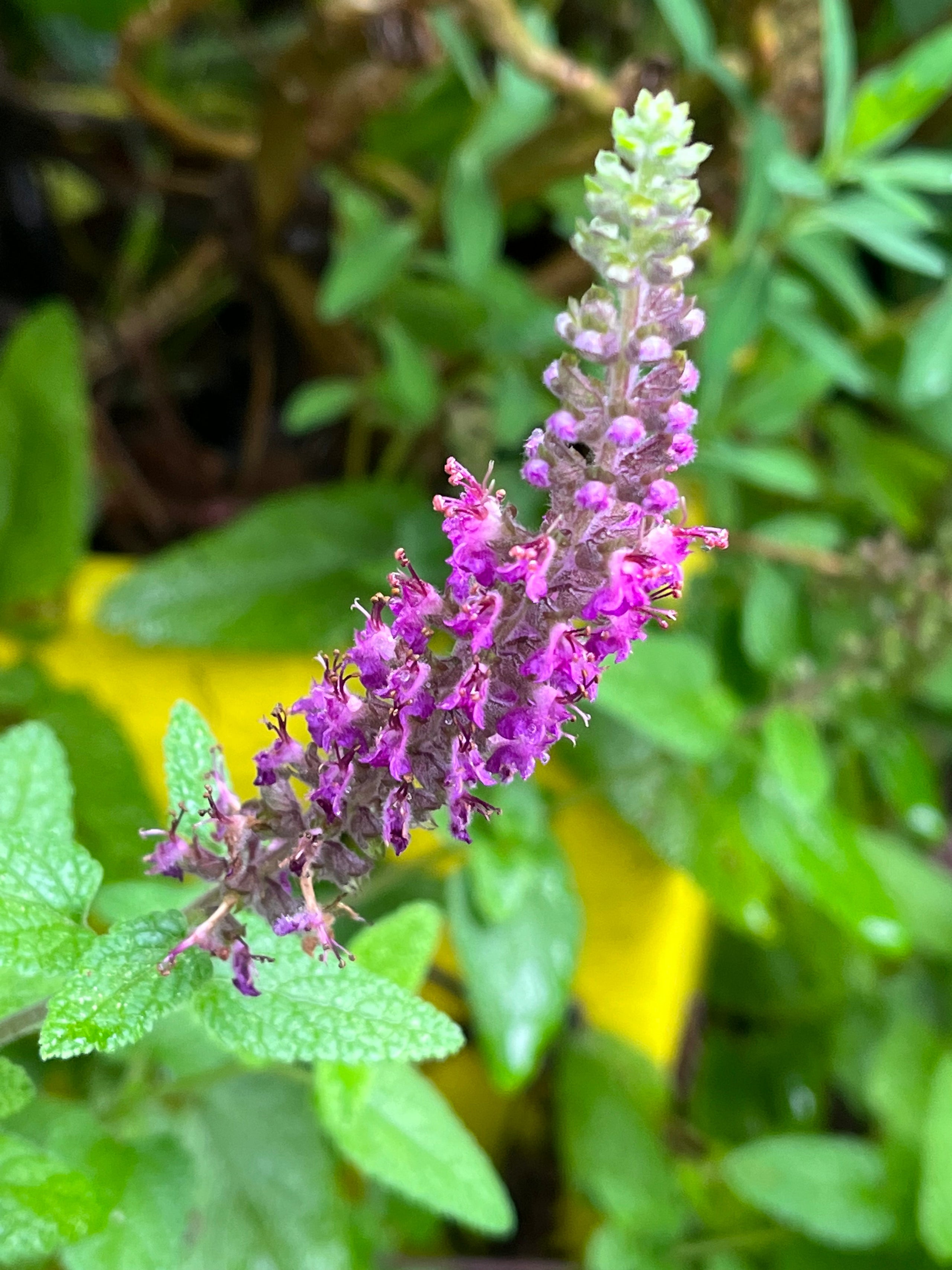 Teucrium Purple Tails | Kingsley Plants