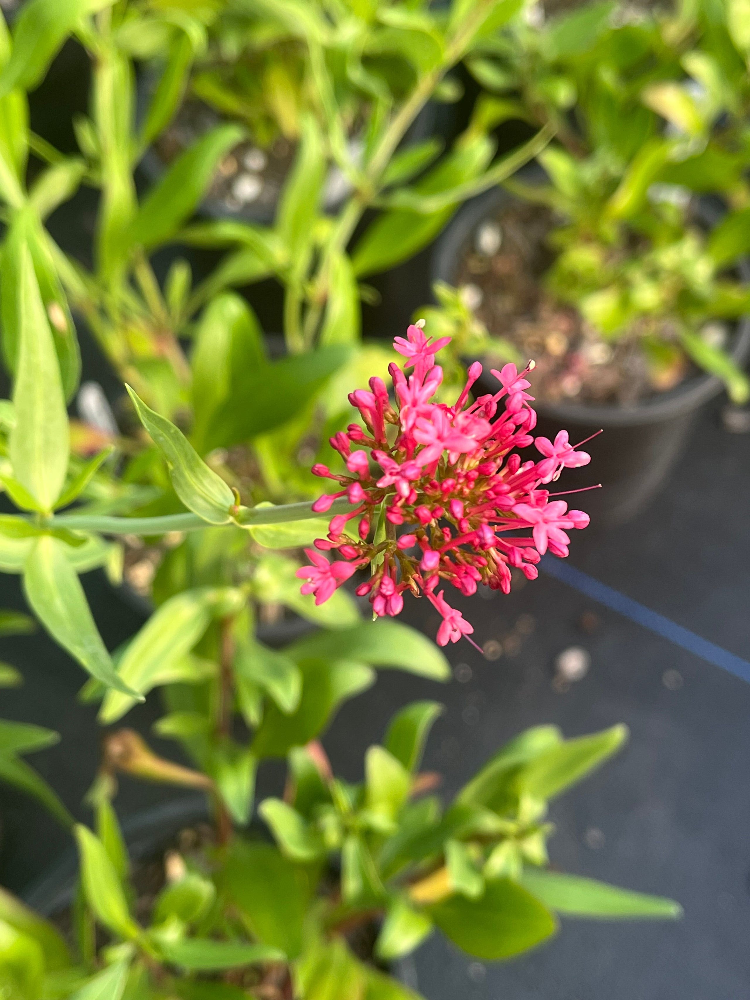 Centranthus Pretty Betsy Deep Red | Shop Co.
