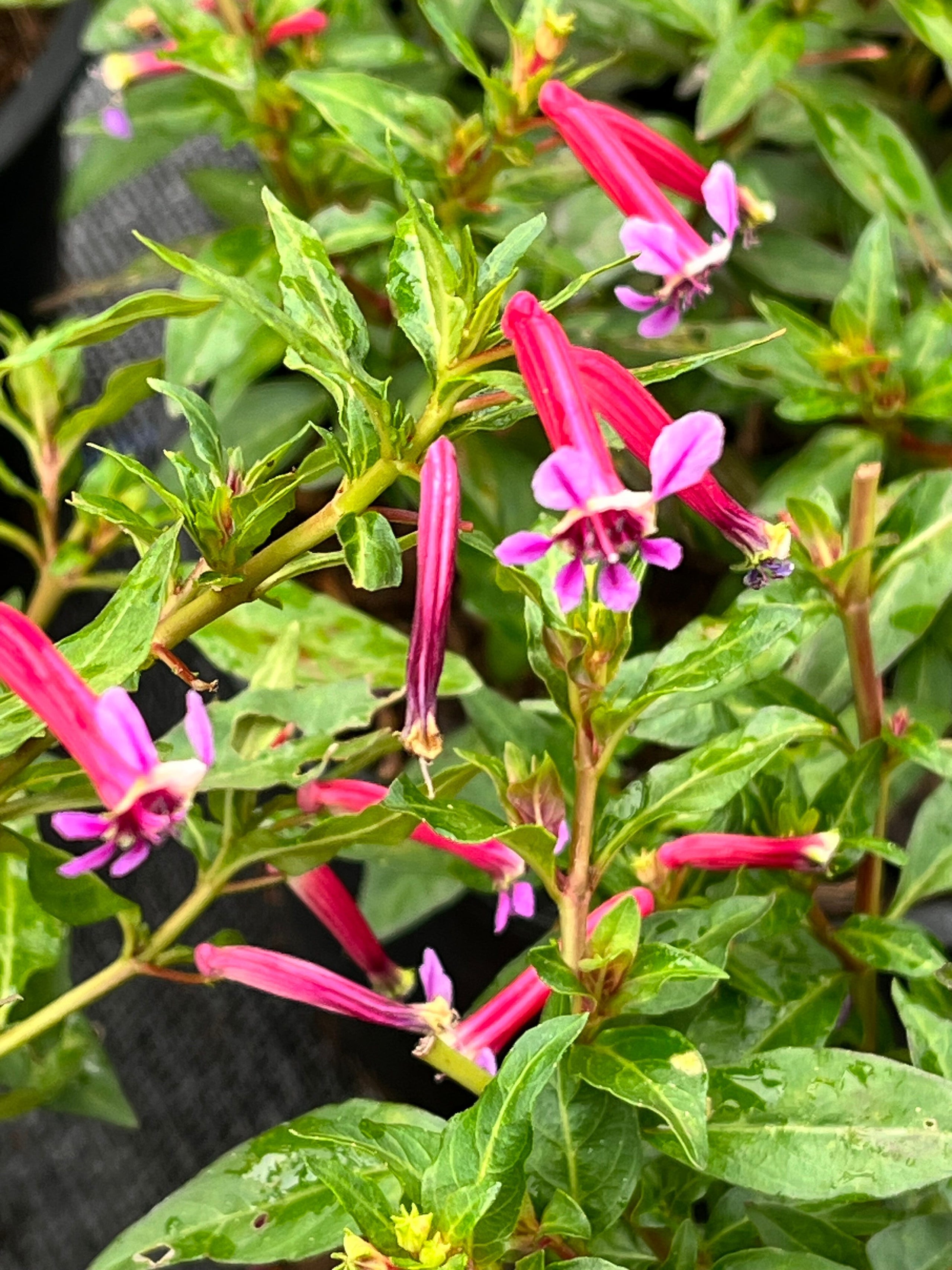 Cuphea Starfire Pink | Shop Co.