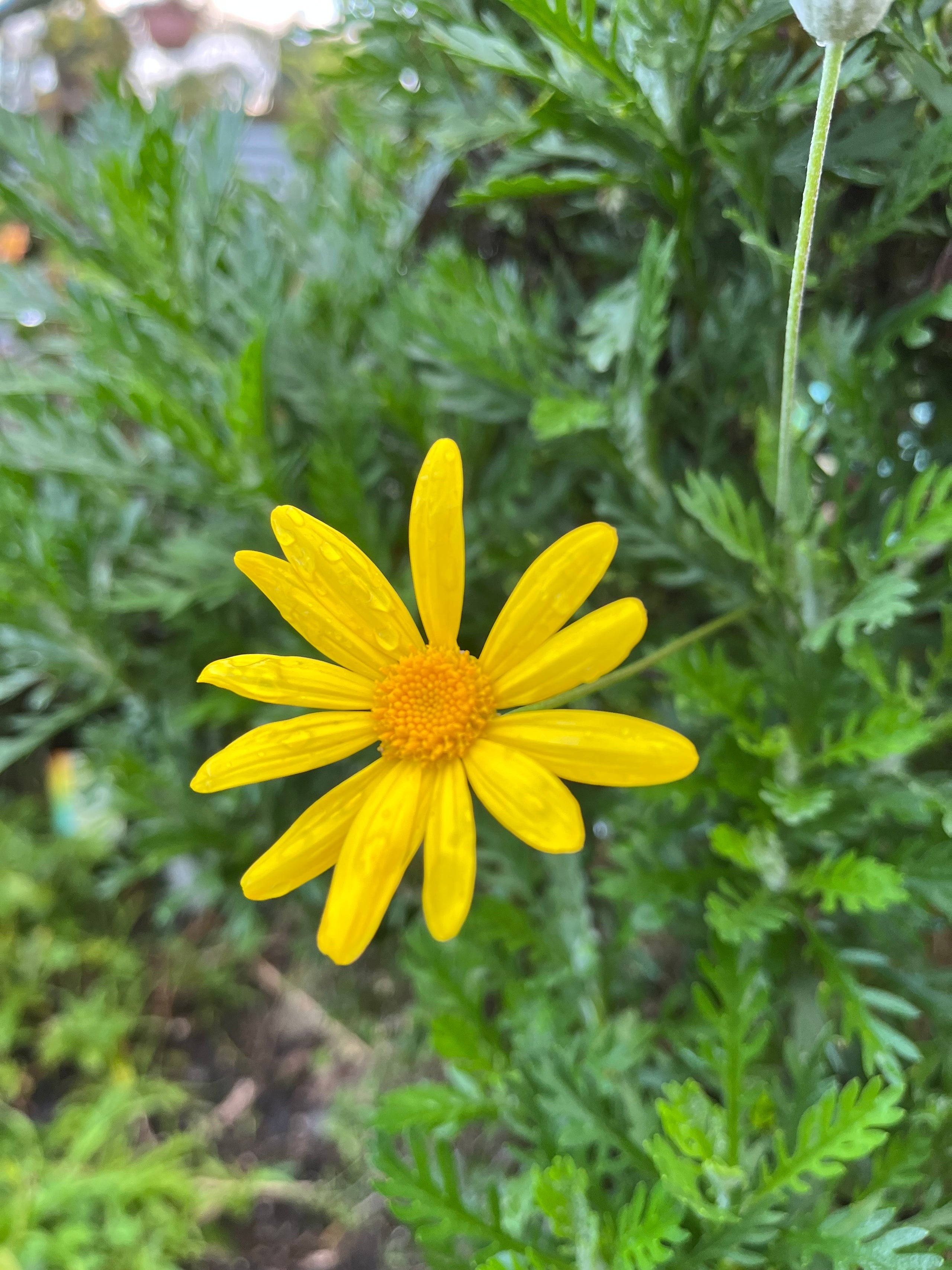 Euryops Sunshine | Shop Co.
