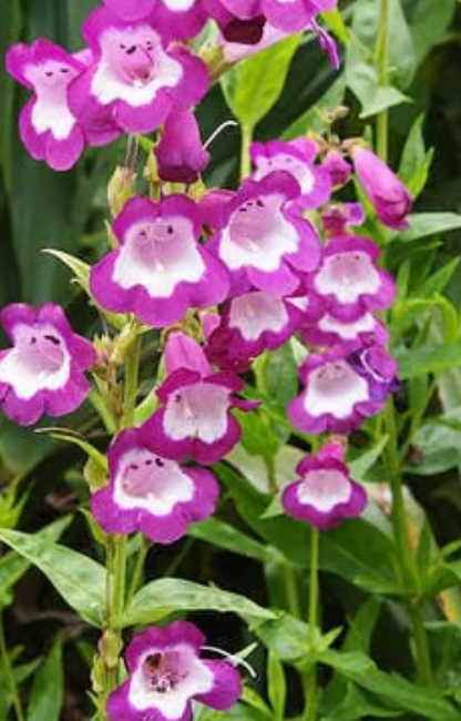 Penstemon Charles Rudd | Shop Co.